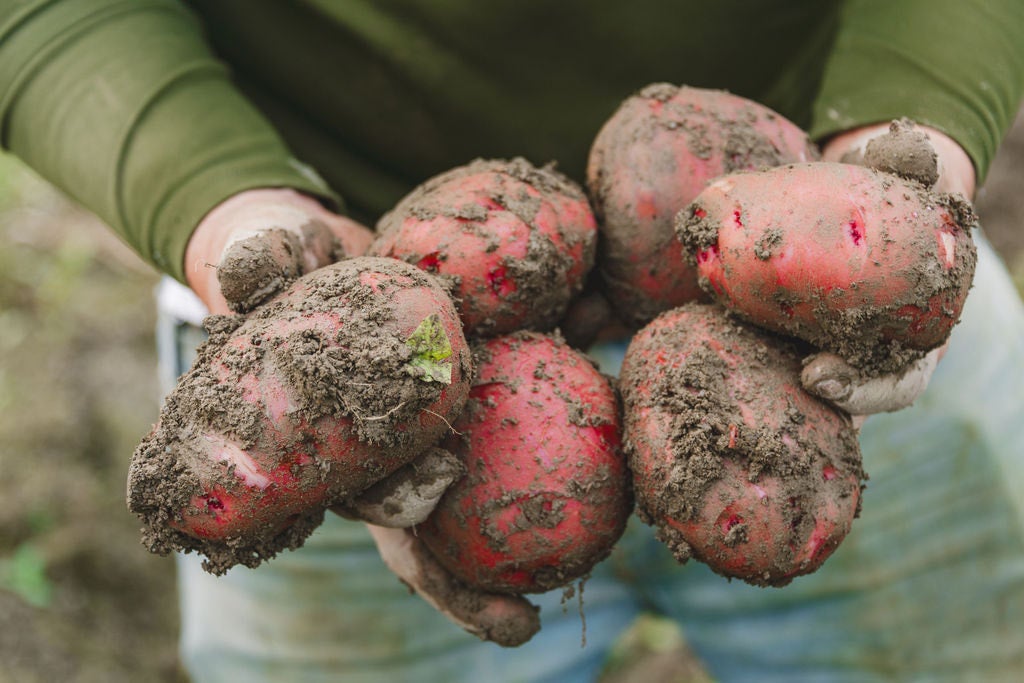 All Blue Potatoes | Dutchess Farm